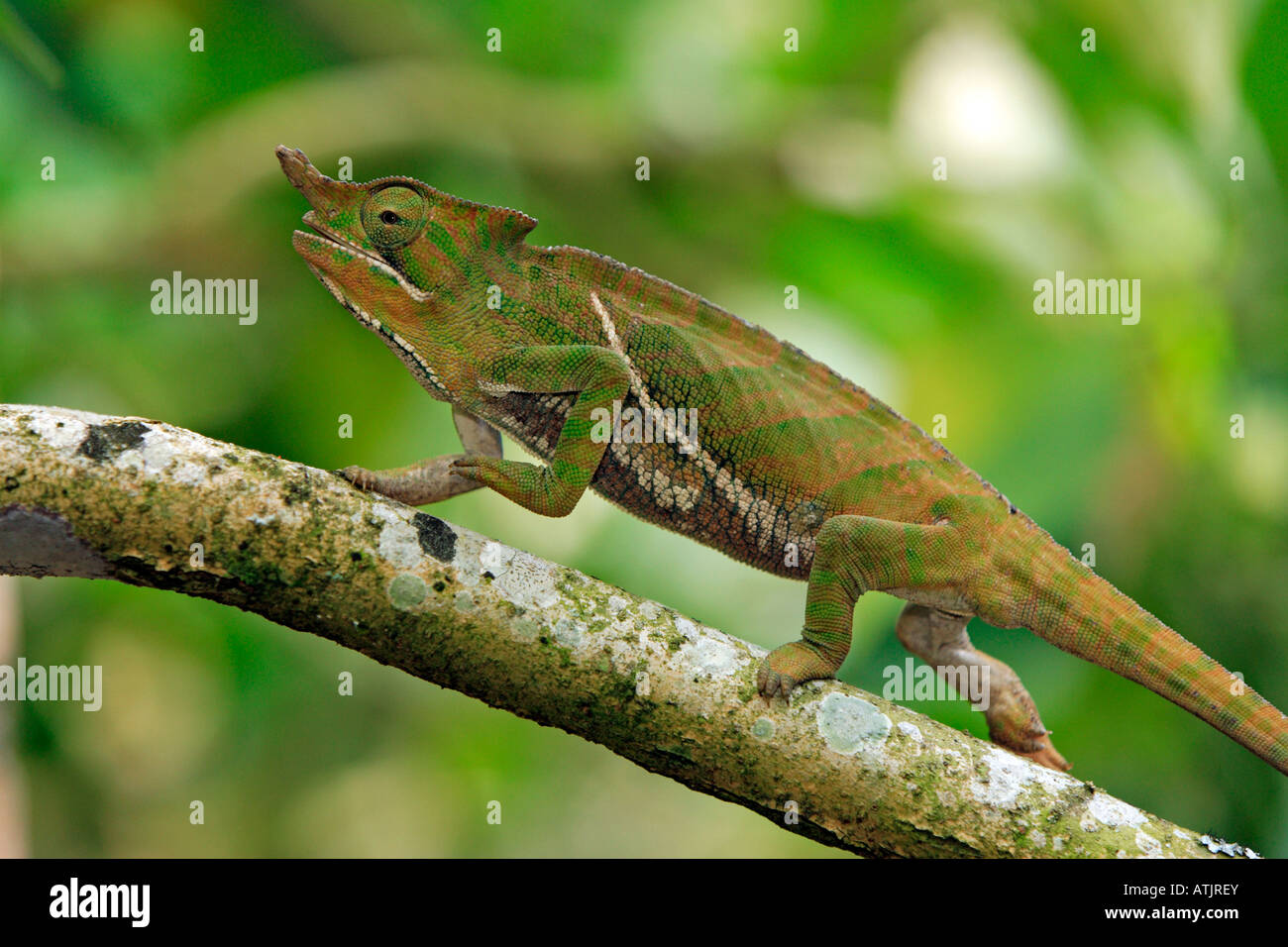 Balteatus chameleon hi-res stock photography and images - Alamy