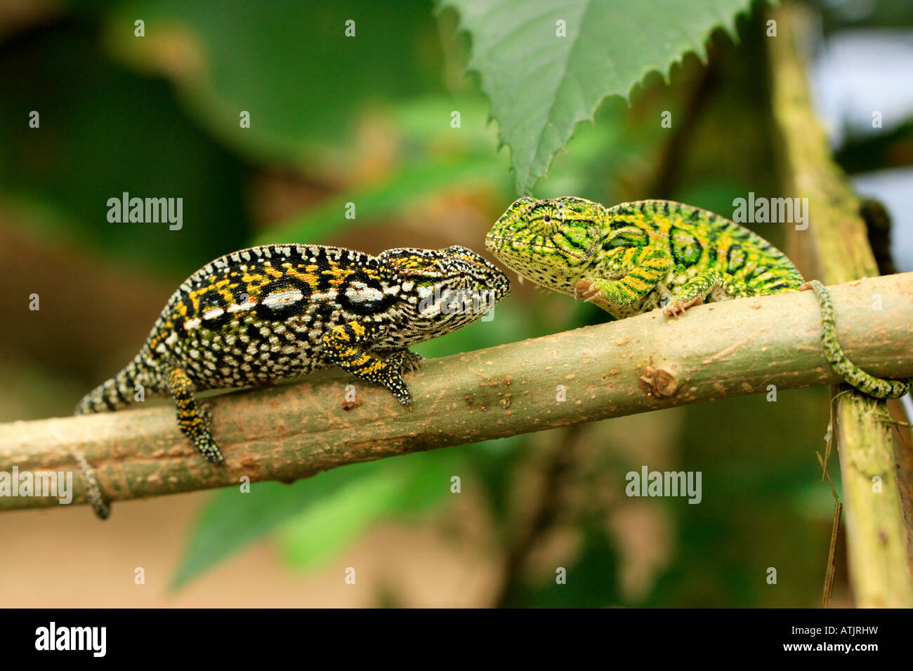 Two chameleons hi-res stock photography and images - Alamy