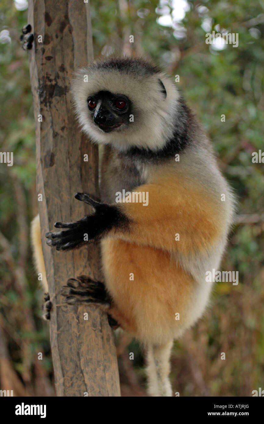 Silky sifaka hi-res stock photography and images - Alamy