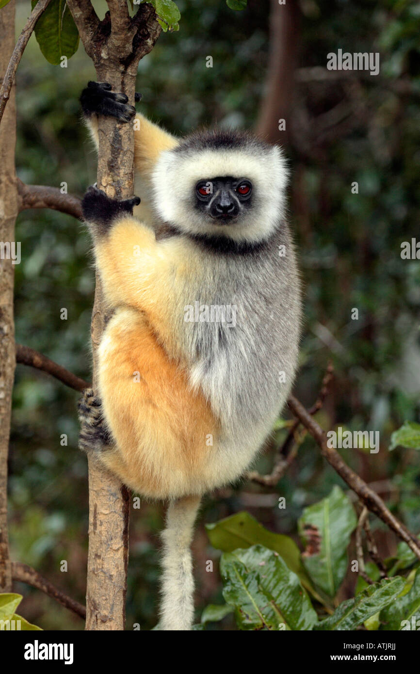Silky sifaka hi-res stock photography and images - Alamy