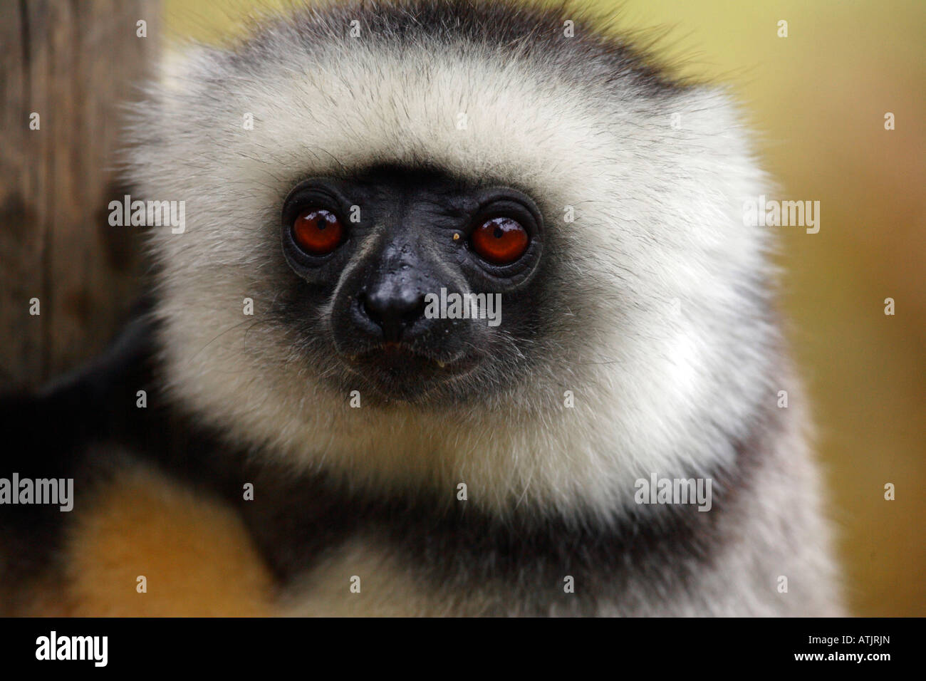 Silky sifaka hi-res stock photography and images - Alamy
