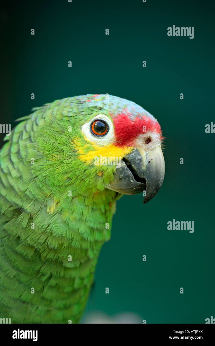 Red lored amazon parrots hi-res stock photography and images - Alamy