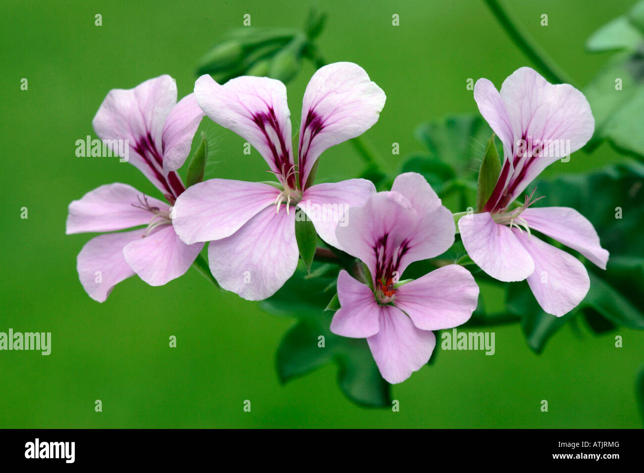 Geranium hybride hi-res stock photography and images - Alamy
