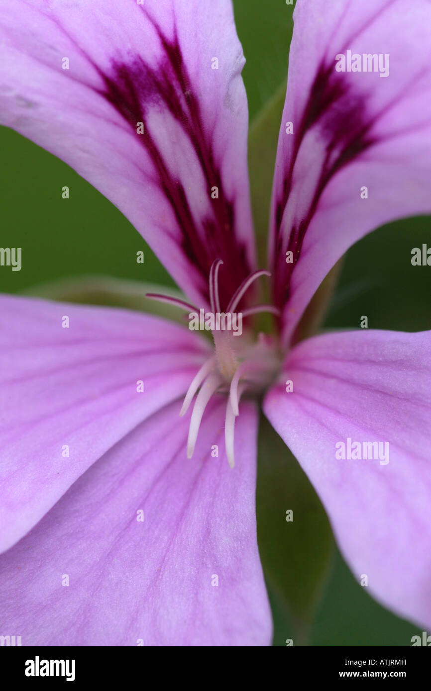 Geranium pelargonium hybride hi-res stock photography and images - Alamy