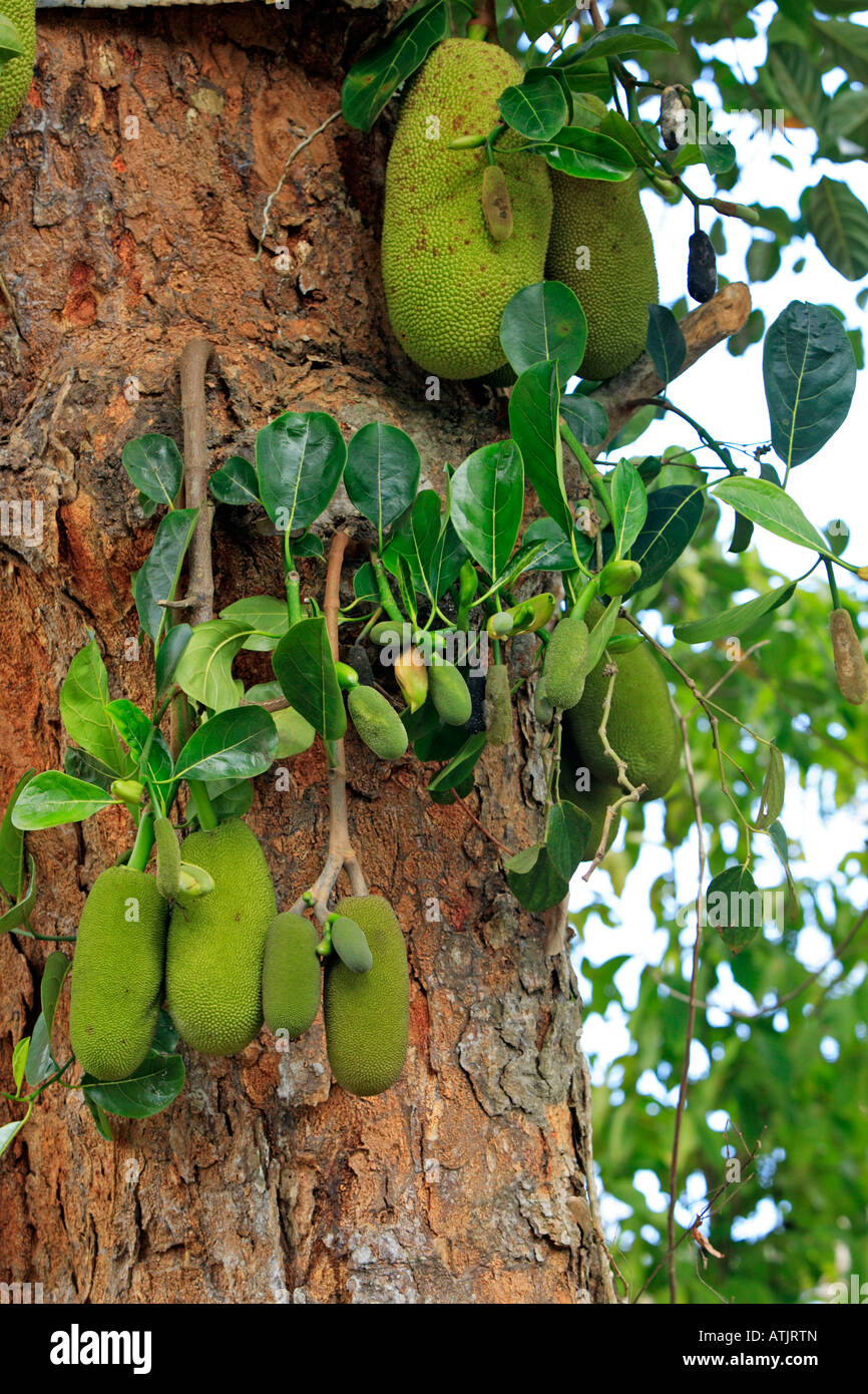 Jack-fruit / Jackfrucht Stock Photo - Alamy