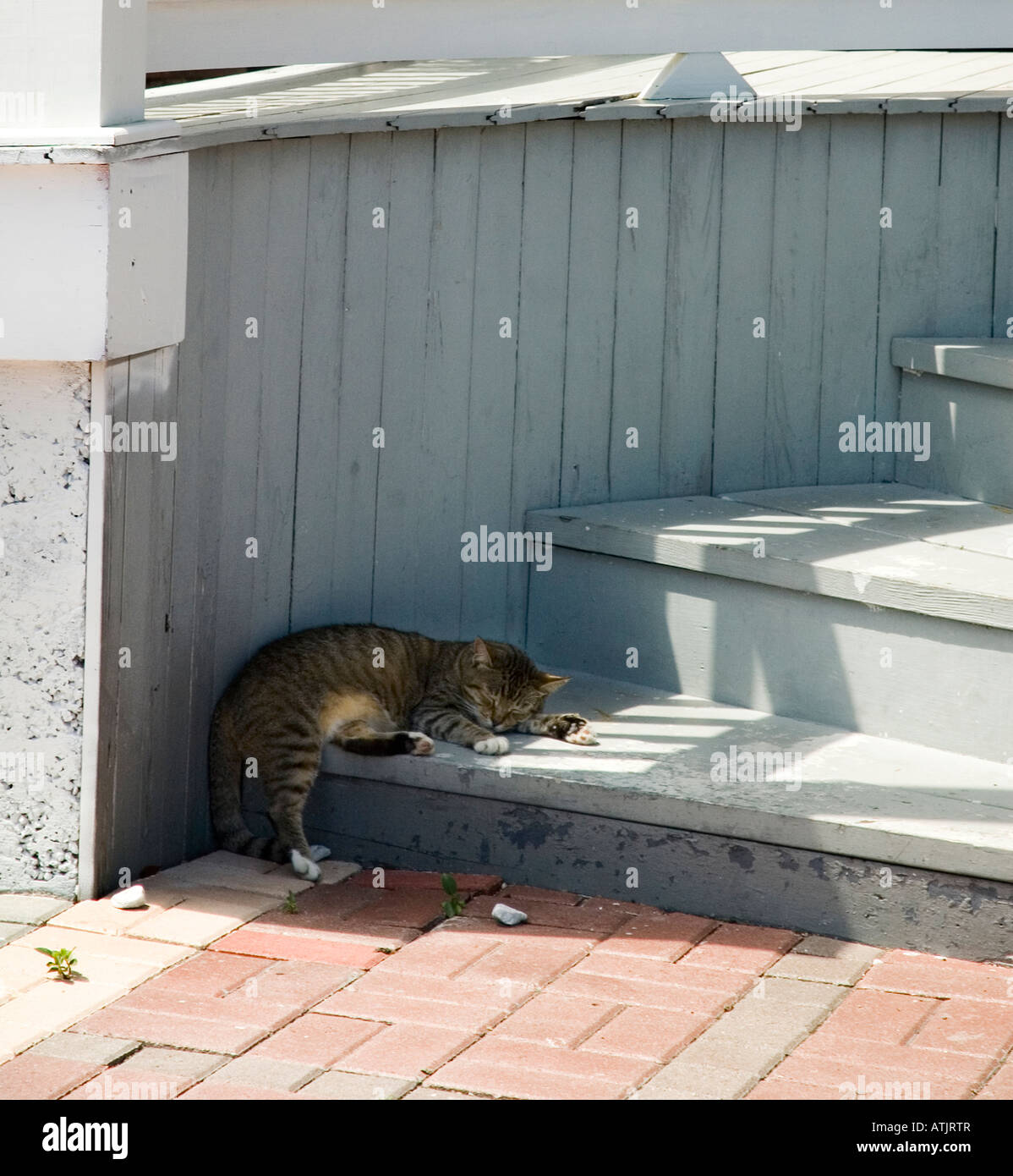 Sleeping Cat Key West Florida USA Stock Photo - Alamy