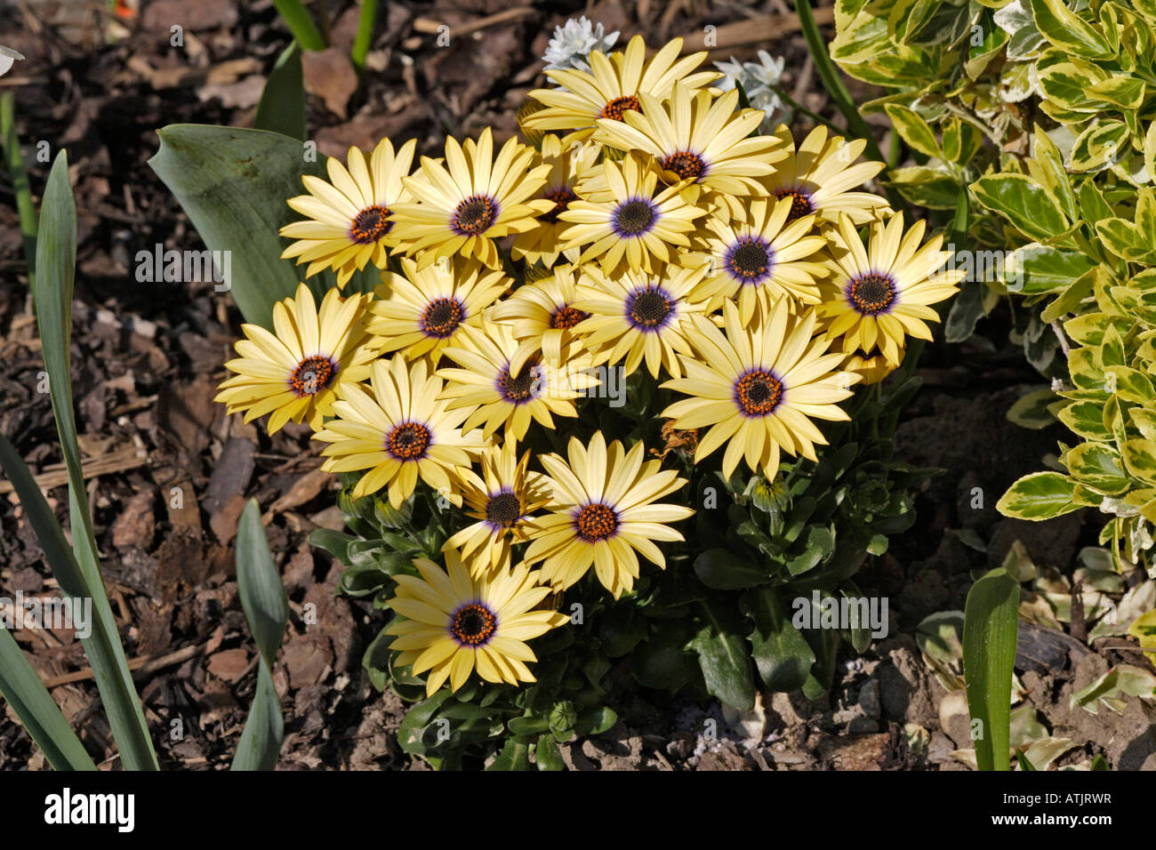 Cape Daisy / Kapmargerite Stock Photo - Alamy