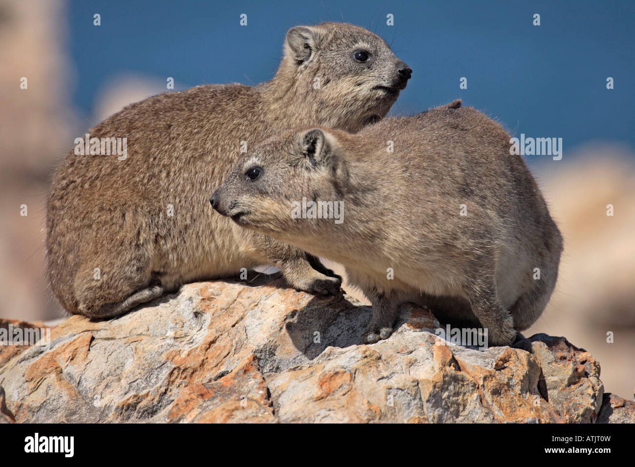 Common Rock Hyrax / Rock Dassie Stock Photo - Alamy