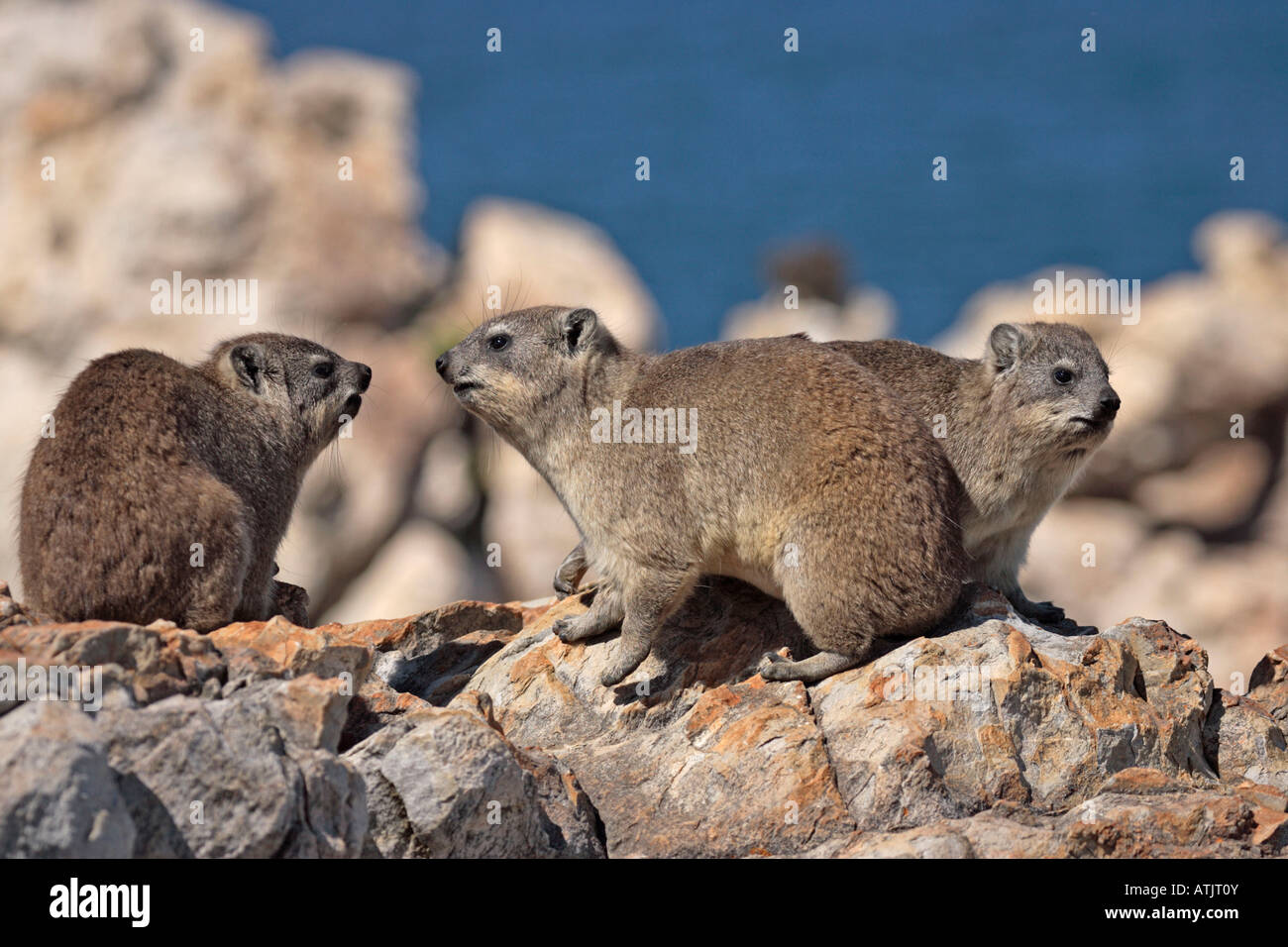 Common Rock Hyrax / Rock Dassie Stock Photo - Alamy