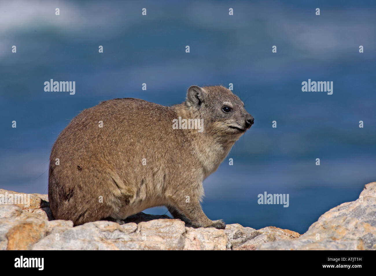 Common Rock Hyrax / Rock Dassie Stock Photo - Alamy