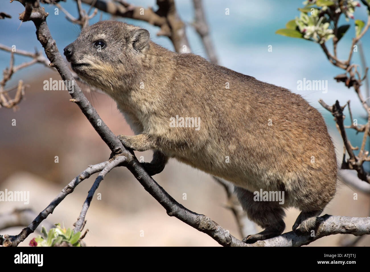 Common Rock Hyrax / Rock Dassie Stock Photo - Alamy
