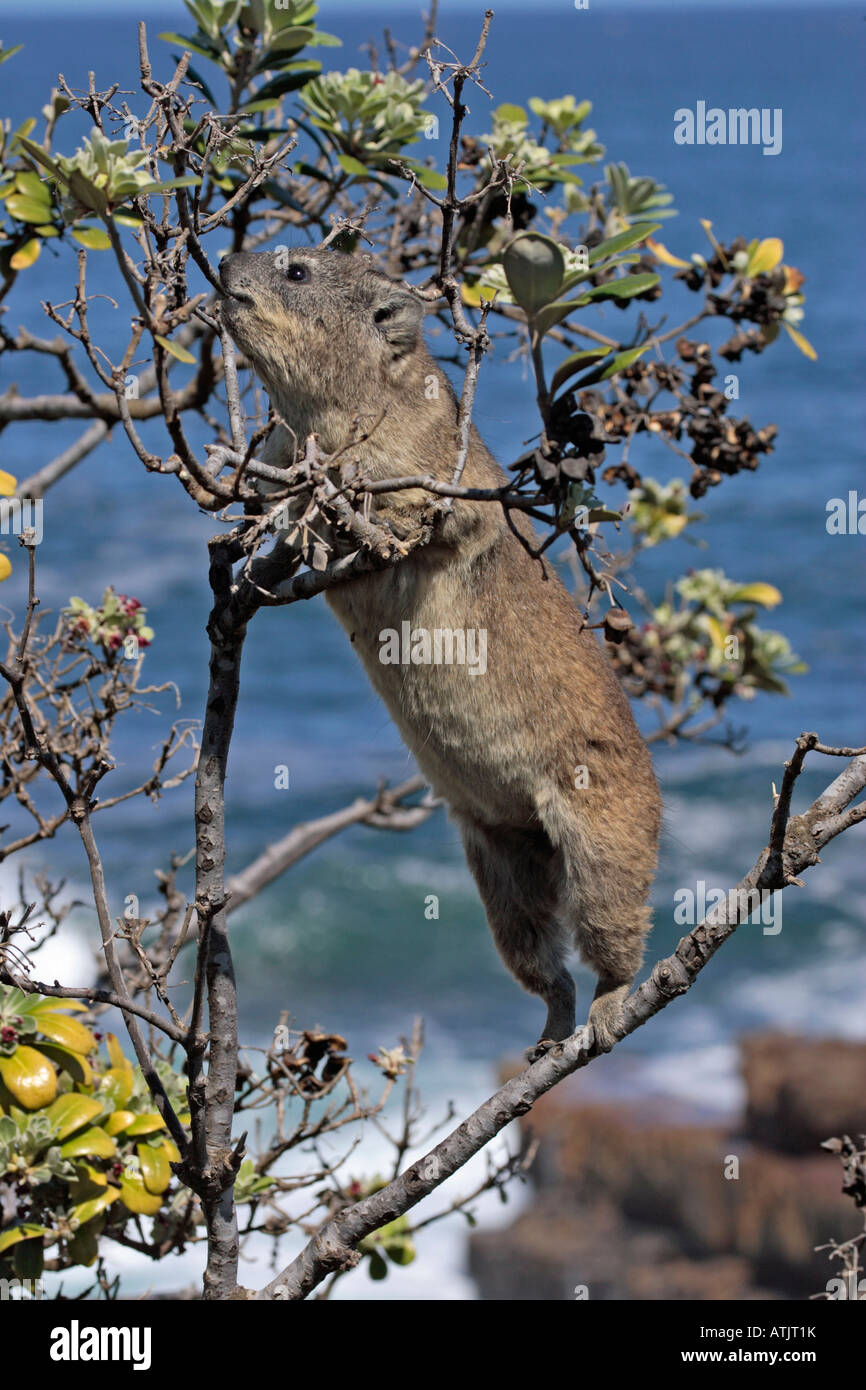 Common Rock Hyrax / Rock Dassie Stock Photo - Alamy