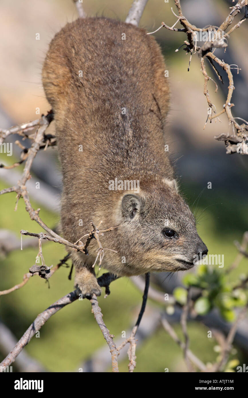 Common Rock Hyrax / Rock Dassie Stock Photo - Alamy
