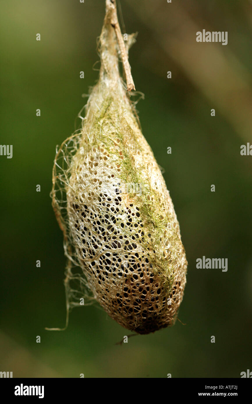 Comet Silk Moth / Madagascar Moon Moth Stock Photo - Alamy