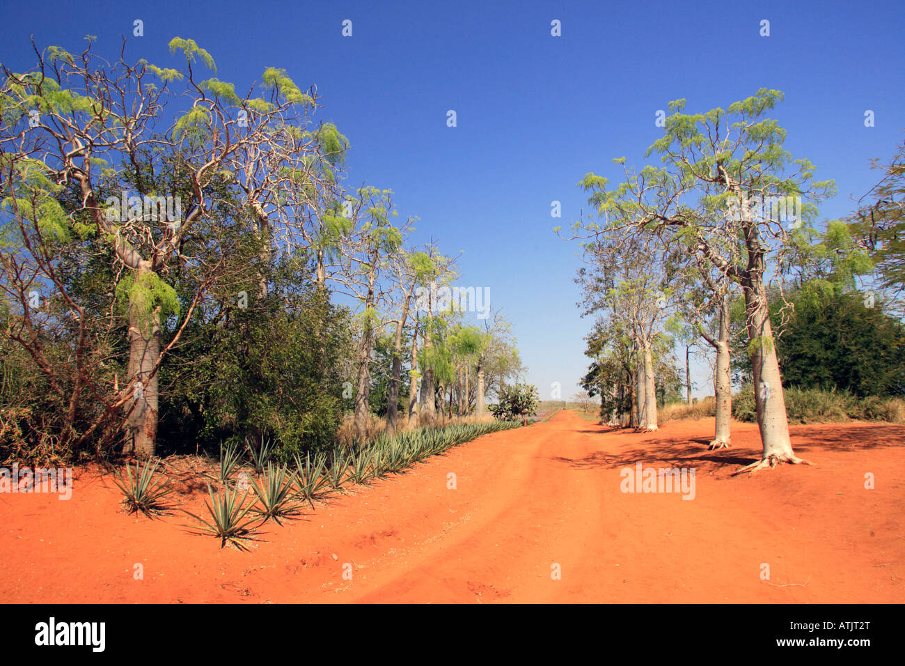 African moringo moringa ovalifolia hi-res stock photography and images ...