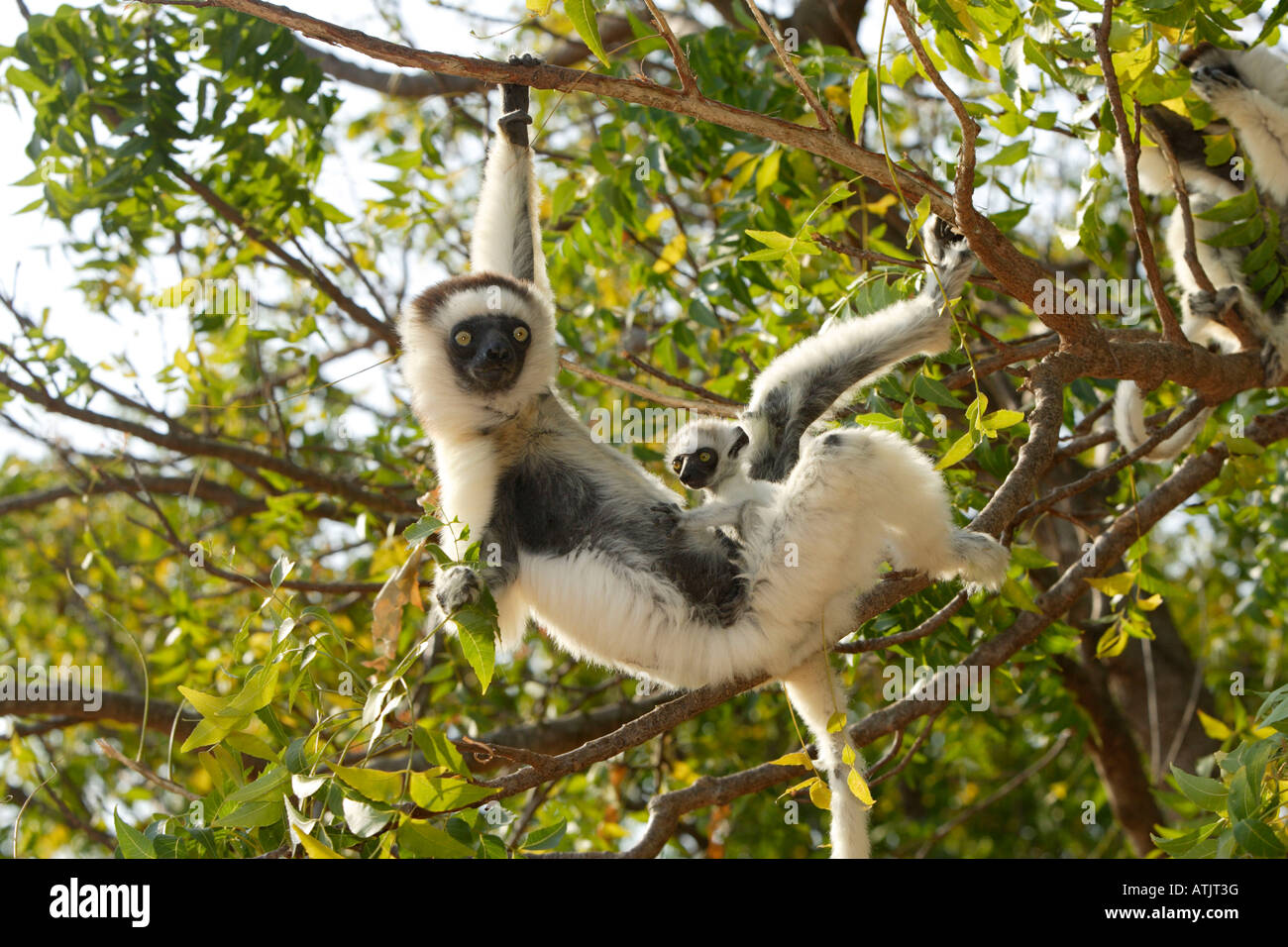Two sifakas hi-res stock photography and images - Alamy