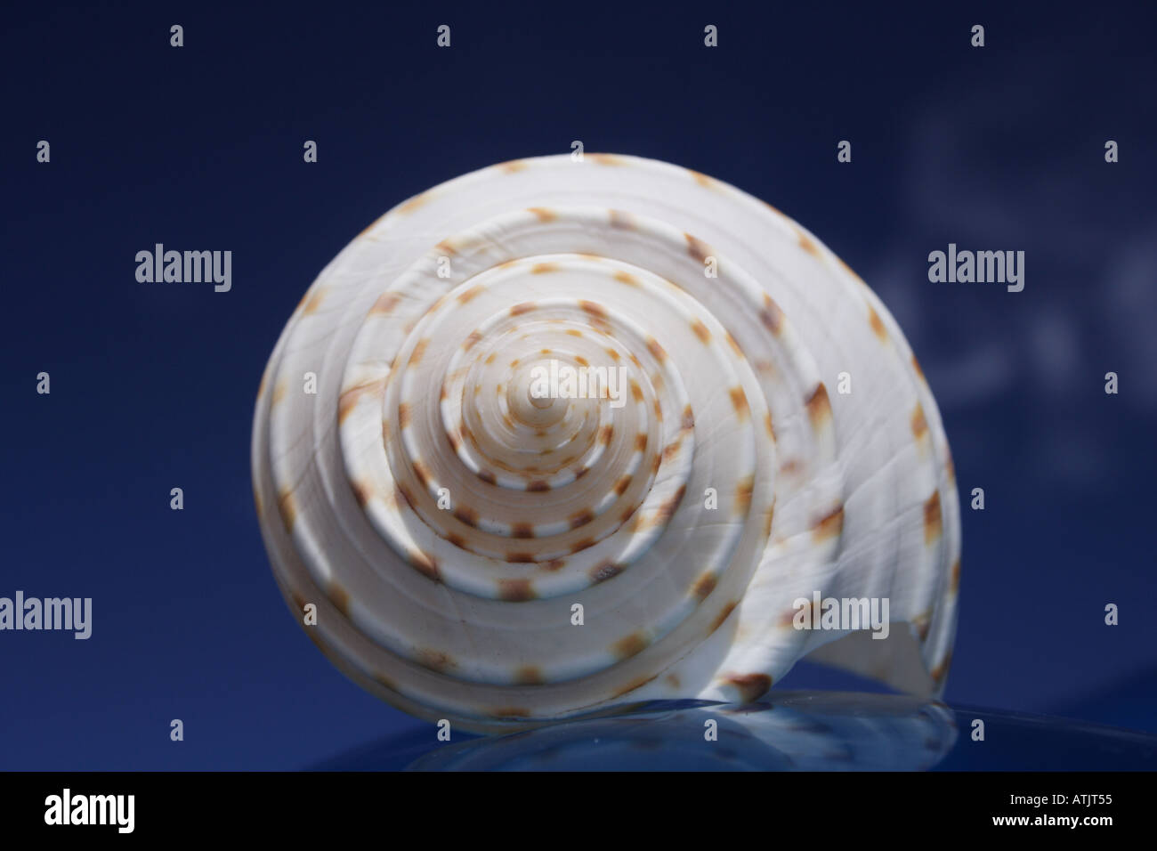 Wonderful specimen hi-res stock photography and images - Alamy