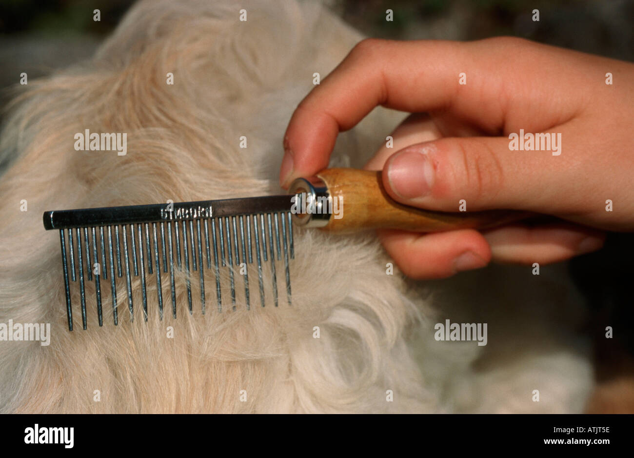 Dog being combed Stock Photo - Alamy
