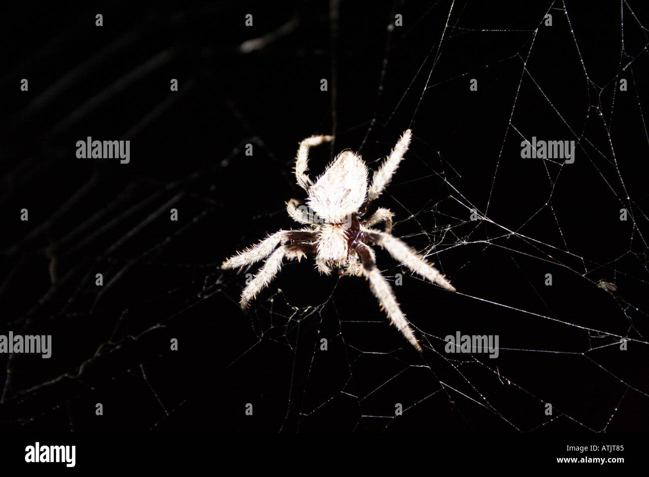 WHITE SPIDER AT NIGHT Stock Photo - Alamy