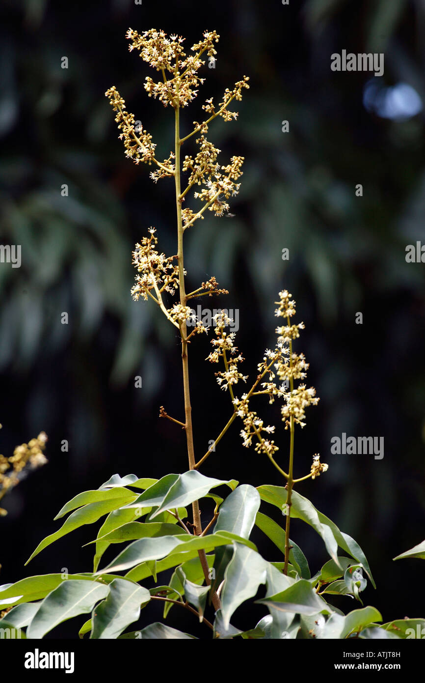 Lychee madagascar litchi chinensis hi-res stock photography and images ...