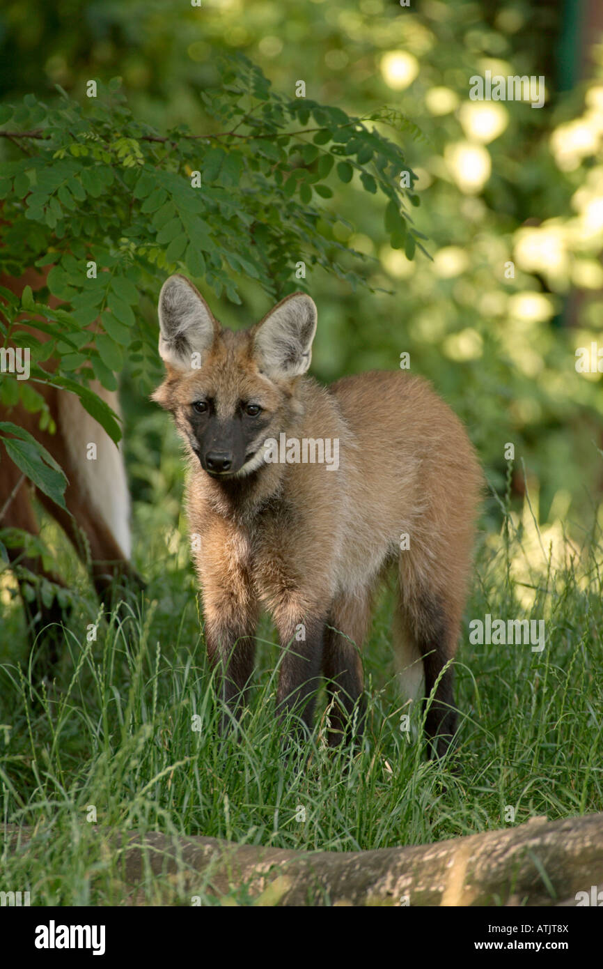 Maned wolf young hi-res stock photography and images - Alamy