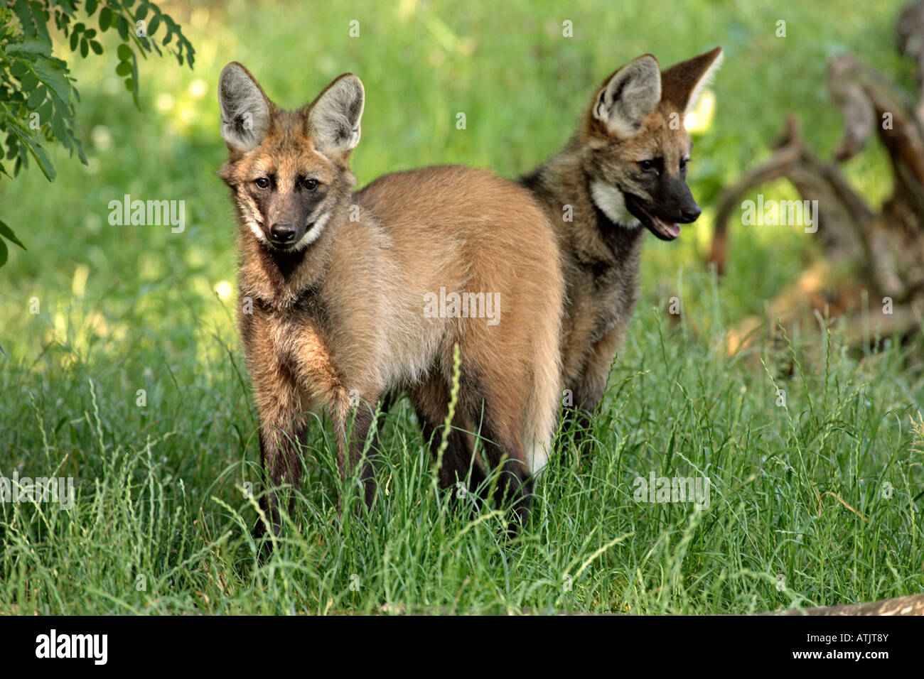 Maned wolf young hi-res stock photography and images - Alamy