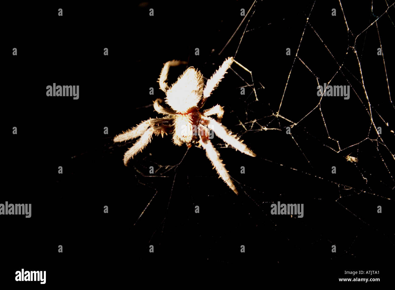 WHITE SPIDER AT NIGHT Stock Photo - Alamy