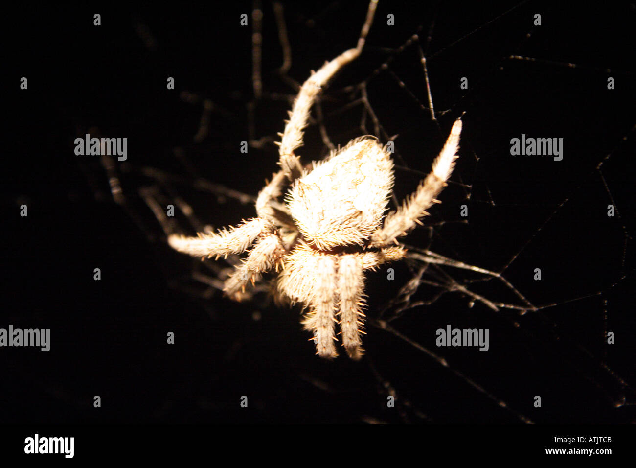 WHITE SPIDER AT NIGHT Stock Photo - Alamy