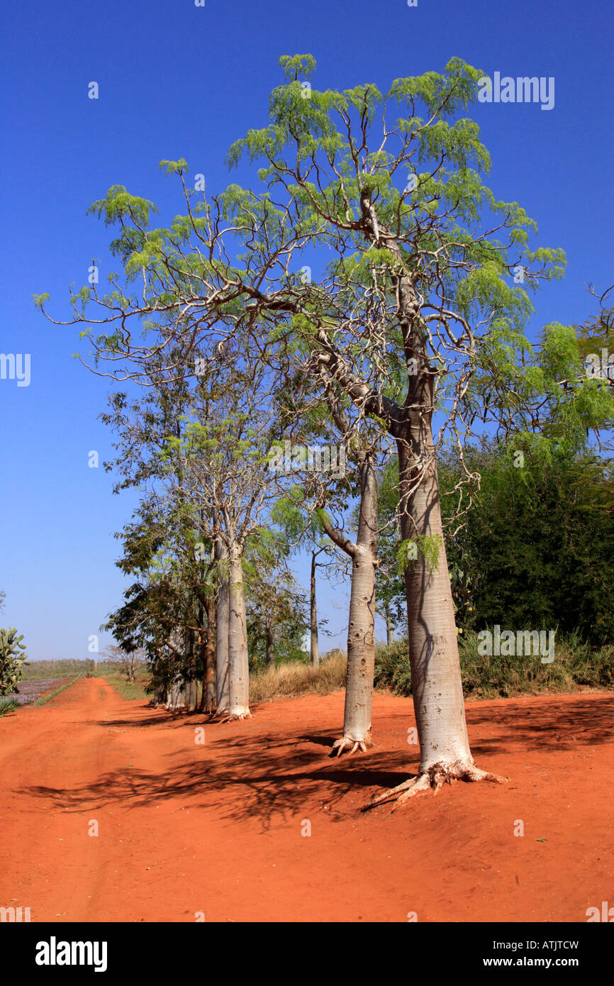 African moringo moringa ovalifolia hi-res stock photography and images ...