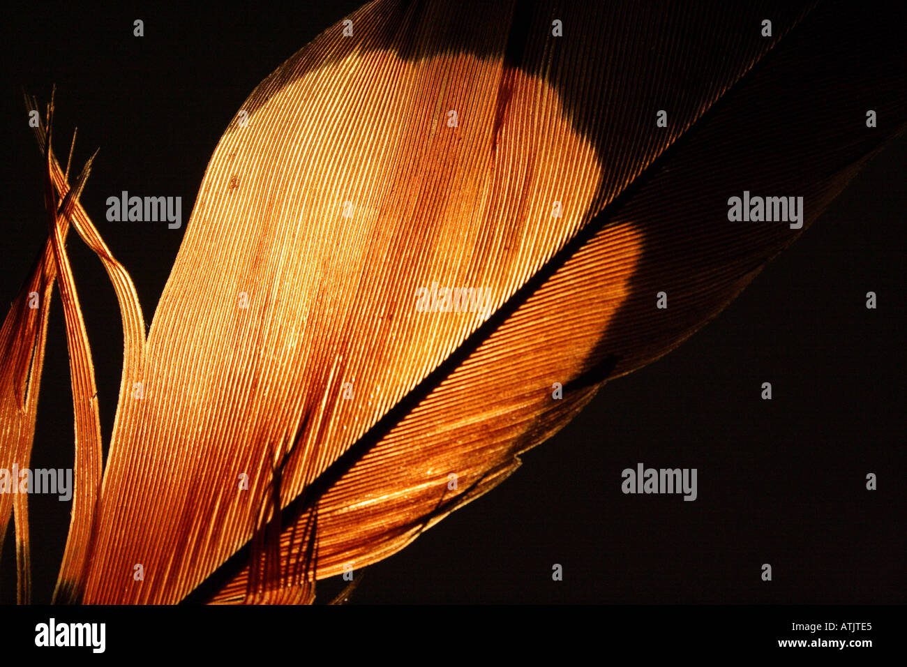 CLOSE UP OF A GOLD COLOURED BIRD FEATHER Stock Photo - Alamy