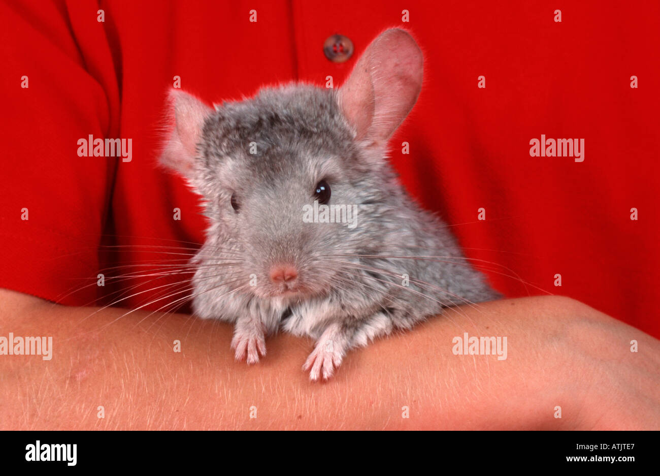 Long Tailed Chinchilla High Resolution Stock Photography and Images - Alamy