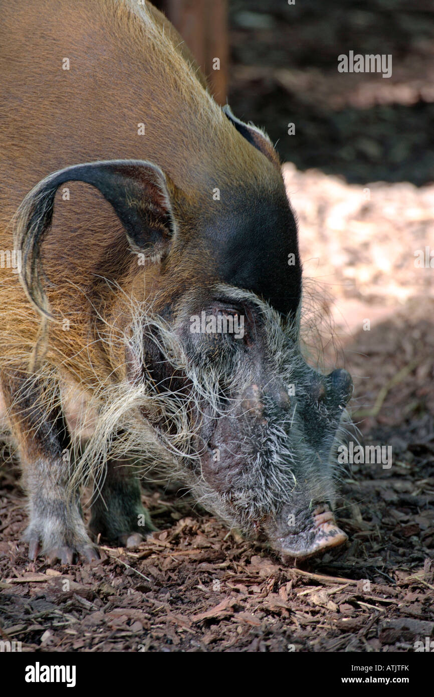 Red River Hog / African Bush Pig Stock Photo - Alamy