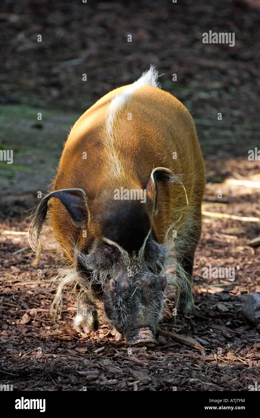 African bush pig hi-res stock photography and images - Alamy