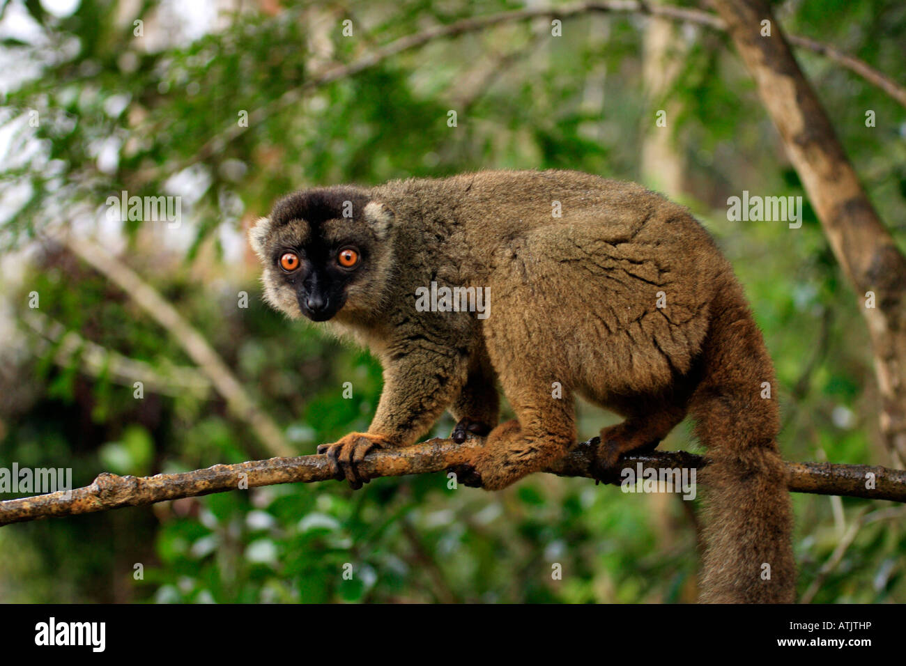 Collared brown lemur hi-res stock photography and images - Alamy