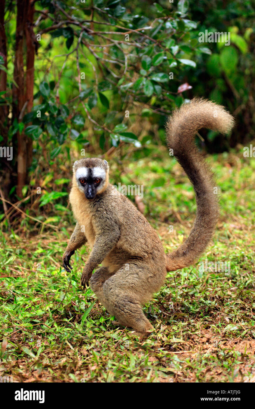 Common Brown Lemur Stock Photo - Alamy