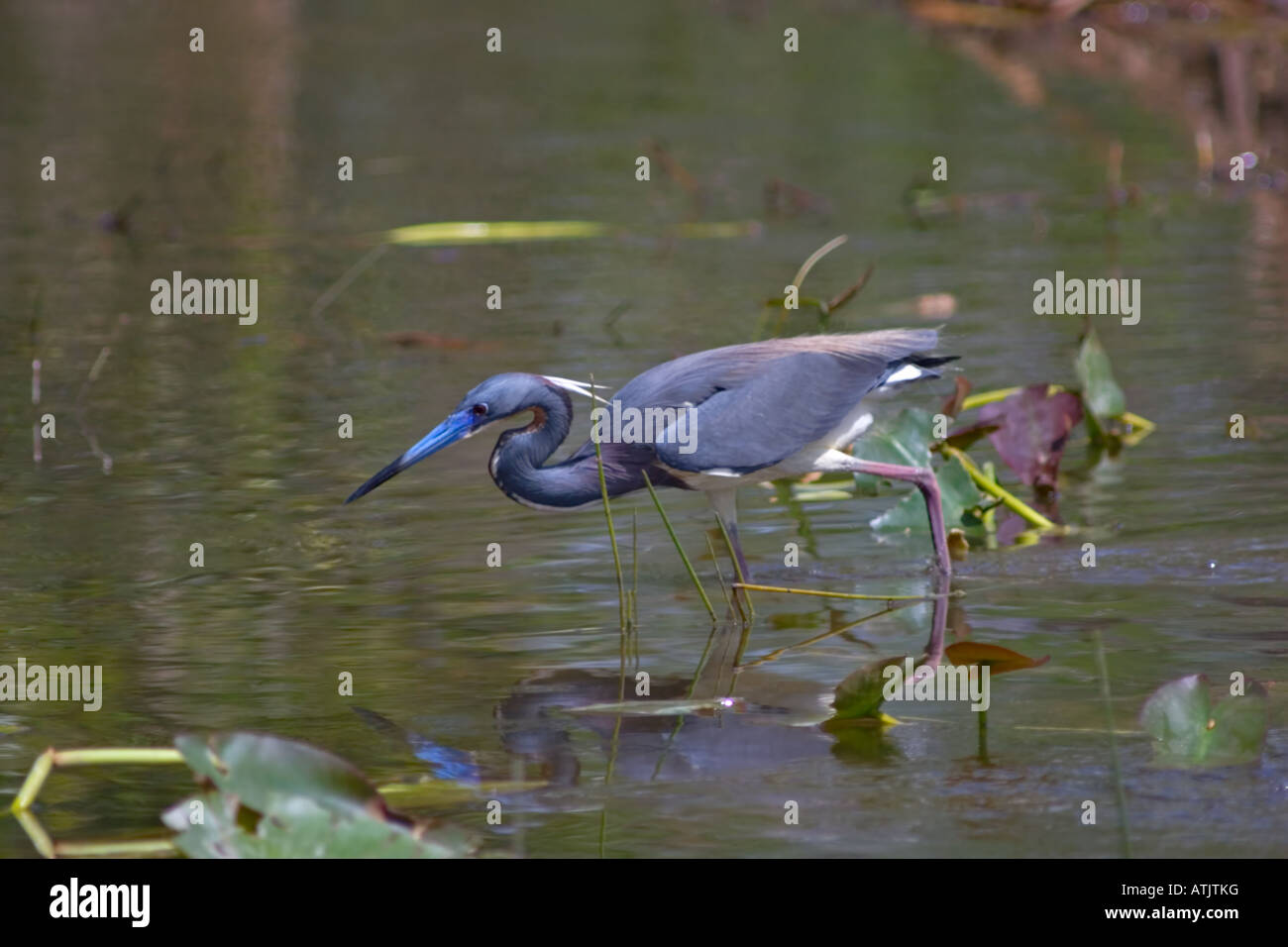 Everglades national park white bay hi-res stock photography and images ...