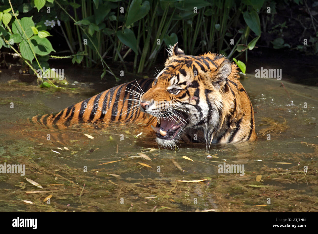 Hissing tiger hi-res stock photography and images - Alamy