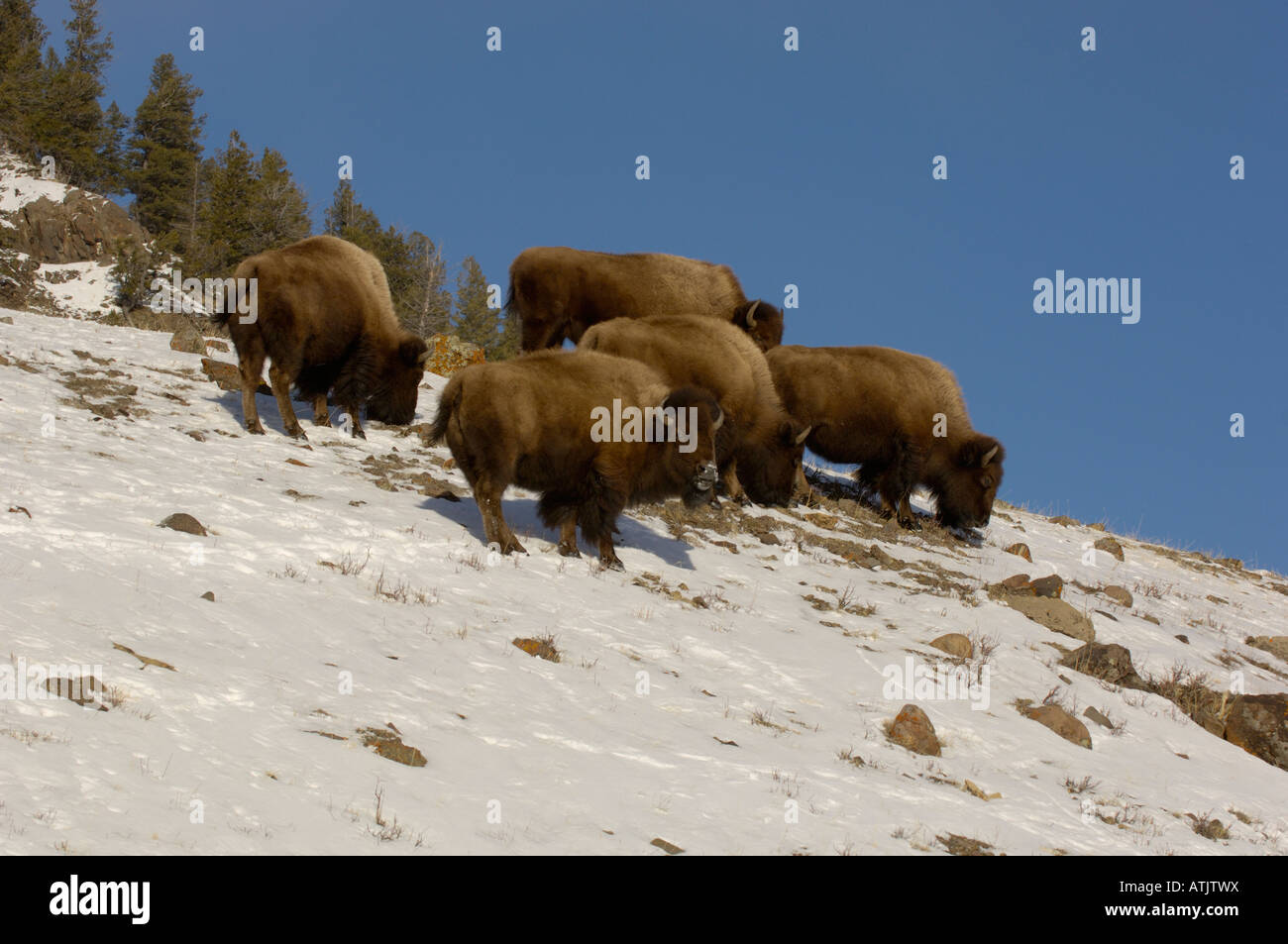 American Buffalo OR Bison , Bison bison In snow, Photographed in ...
