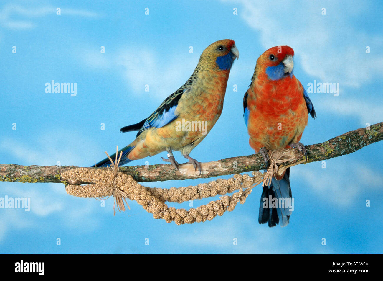 Rosella Pair High Resolution Stock Photography and Images - Alamy