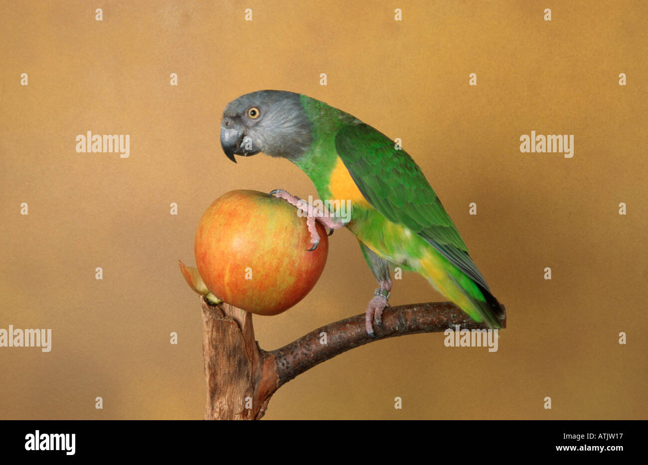 Senegal parrots hi-res stock photography and images - Alamy