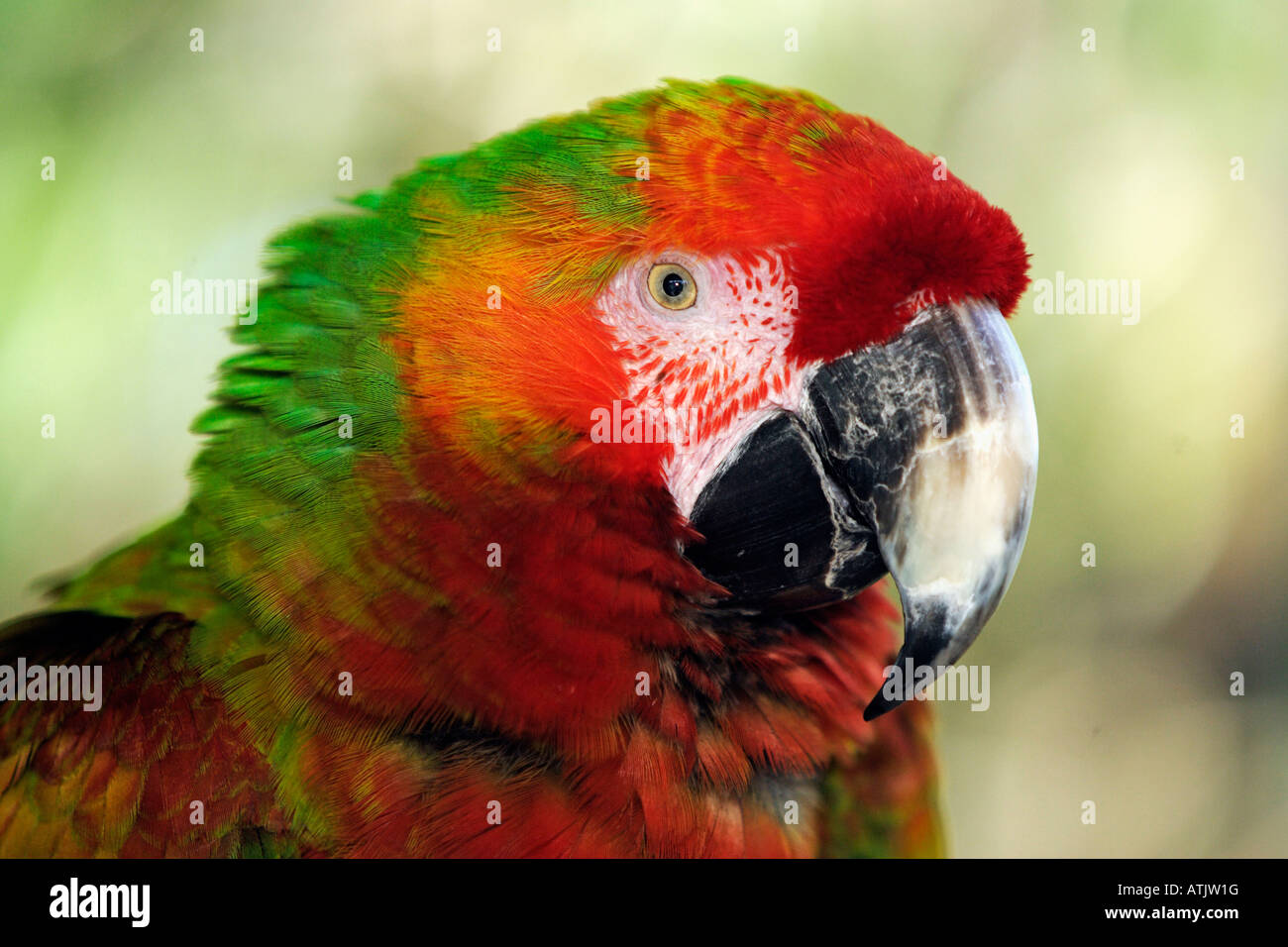 Macaw hybrid hi-res stock photography and images - Alamy