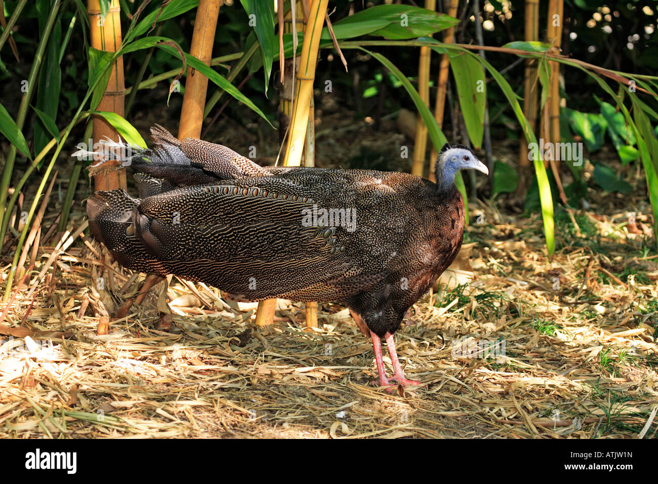 Argus argus pheasant argusianus argus hi-res stock photography and ...