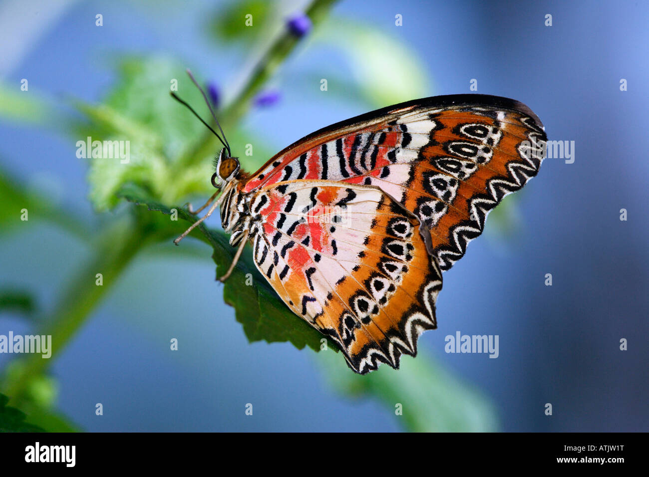 Female lacewing hi-res stock photography and images - Alamy