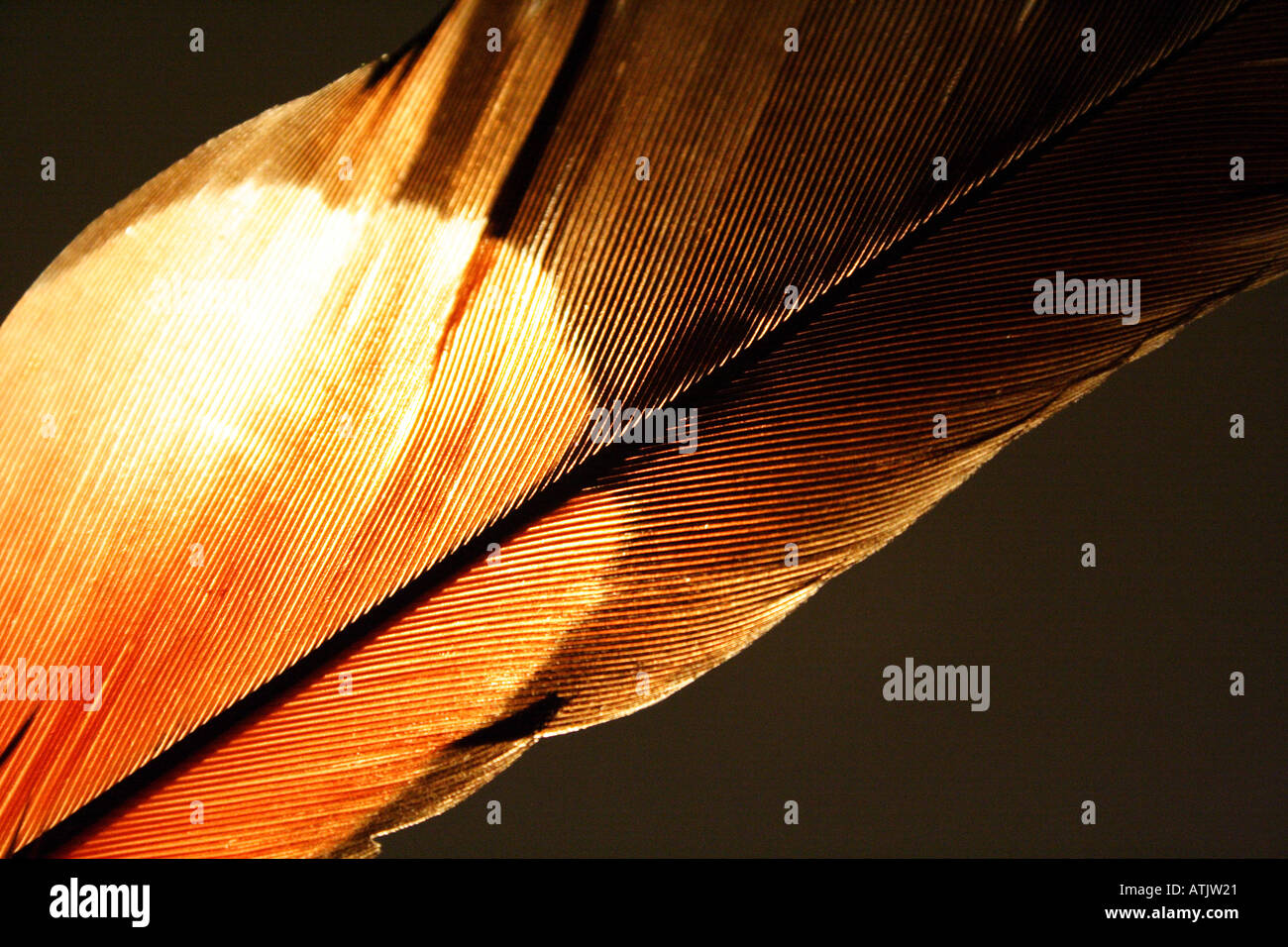 CLOSE UP OF A GOLD COLOURED BIRD FEATHER Stock Photo - Alamy