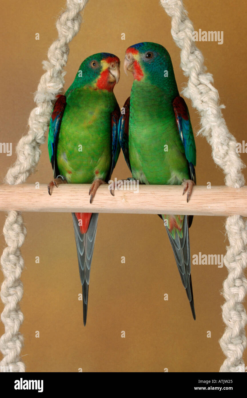 Swift parrots hi-res stock photography and images - Alamy