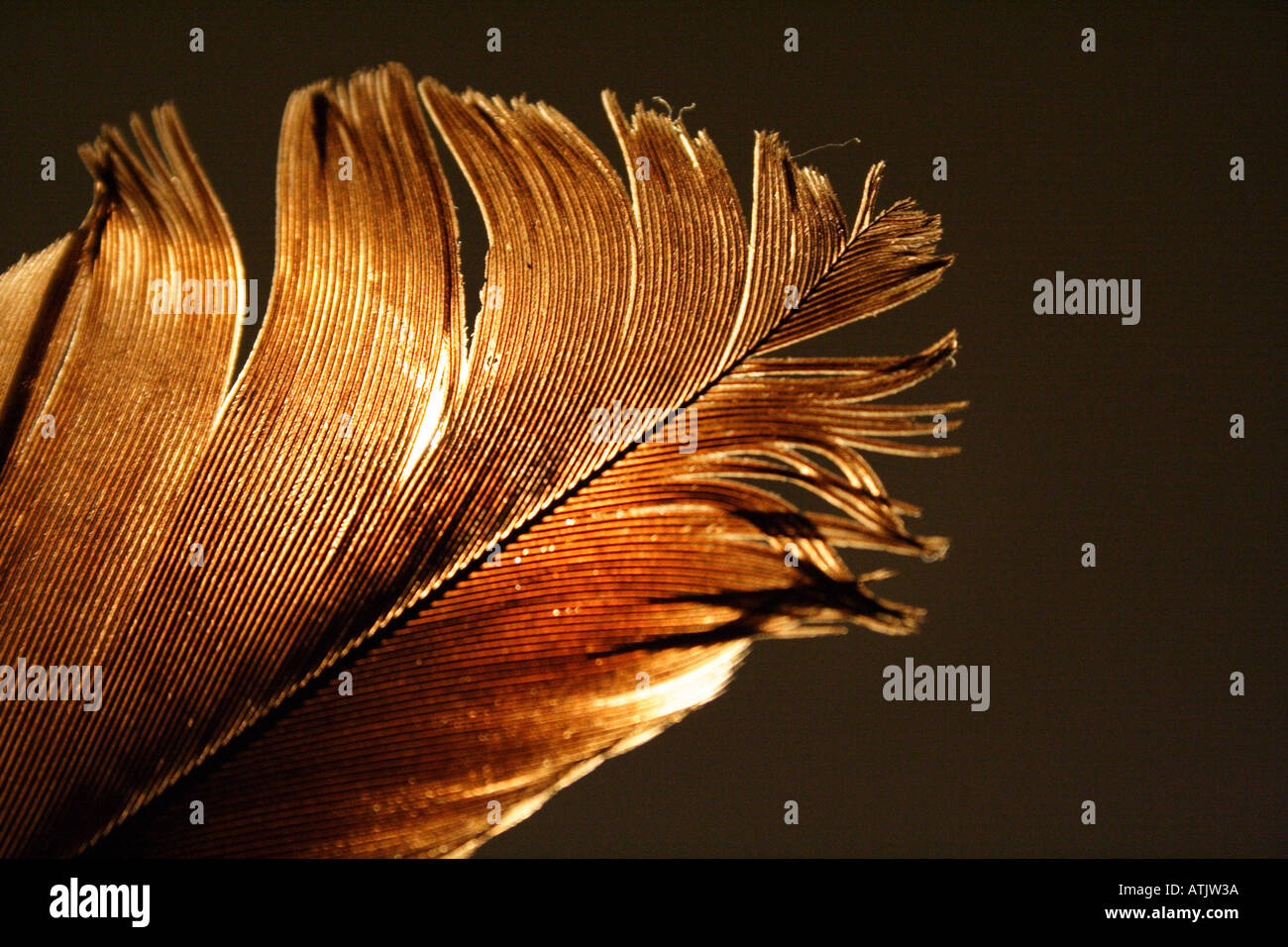 CLOSE UP OF A GOLD COLOURED BIRD FEATHER Stock Photo - Alamy