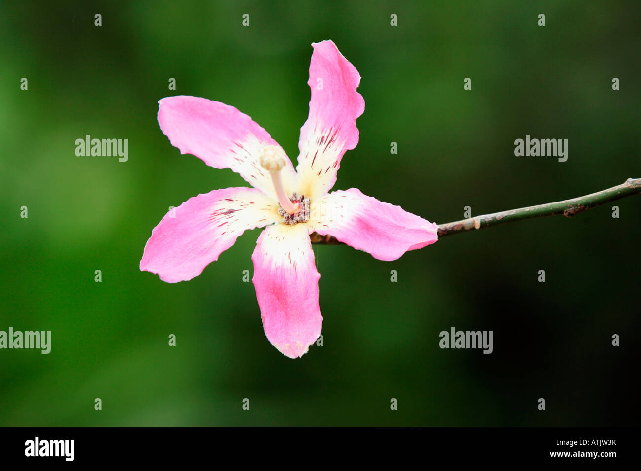 Silk Floss Tree Stock Photo - Alamy