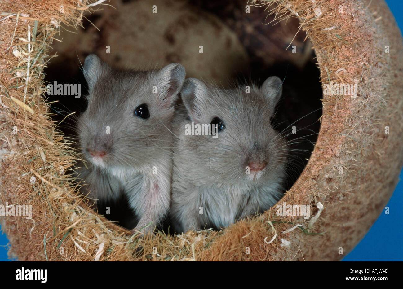 Two pet gerbils hi-res stock photography and images - Alamy