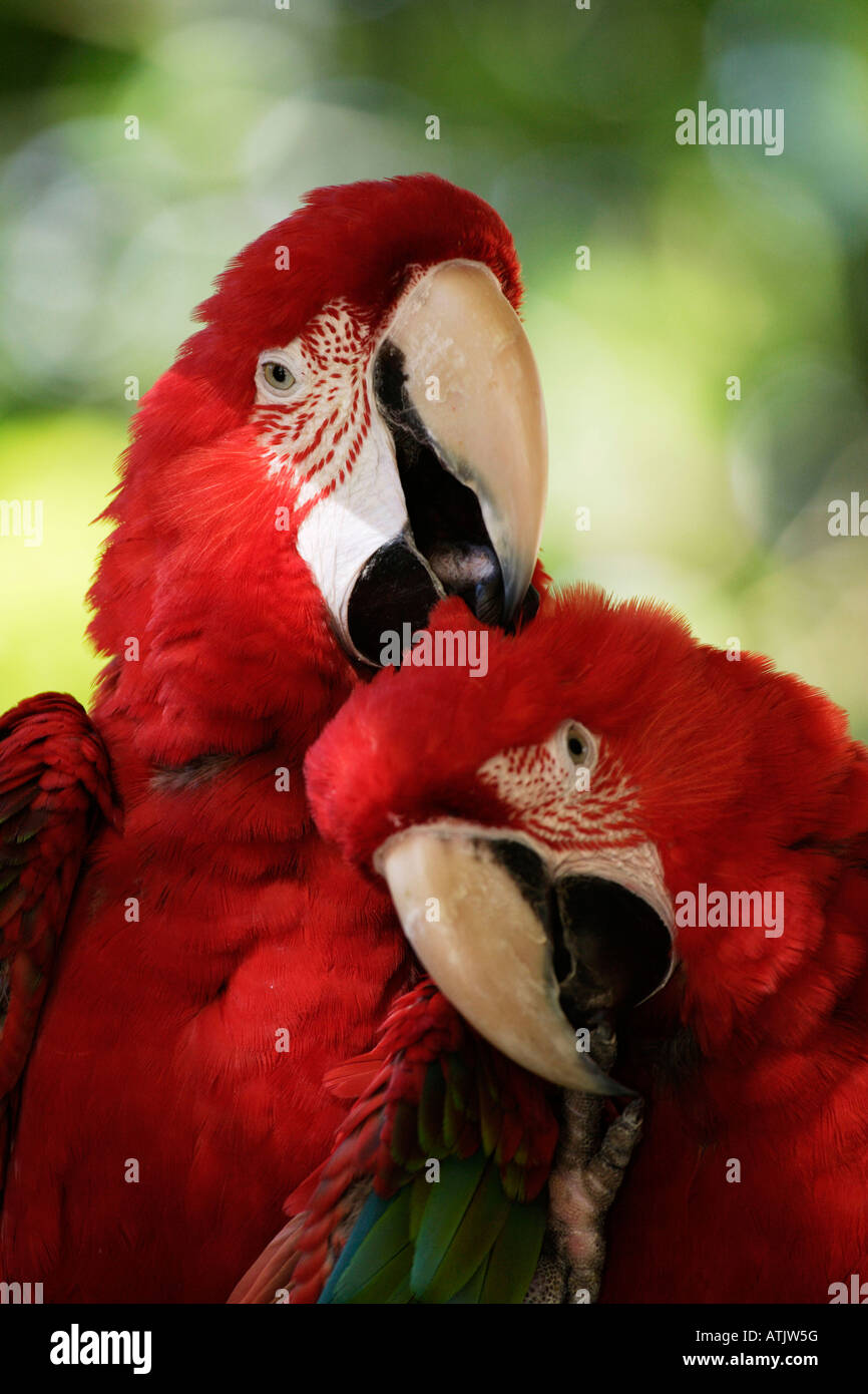 Green winged macaw red green macaw hi-res stock photography and images ...