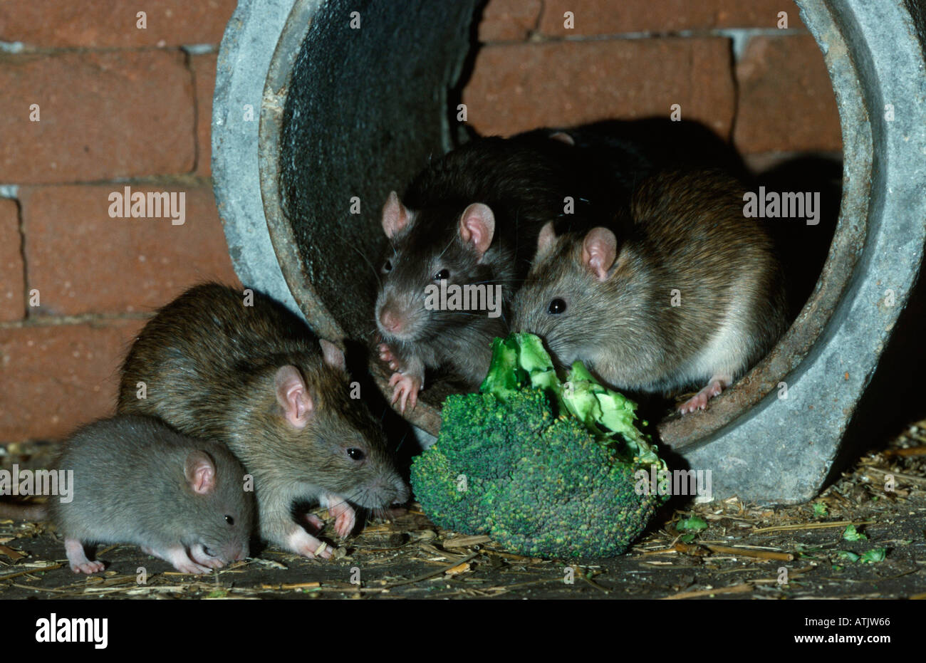 Common rat hi-res stock photography and images - Alamy
